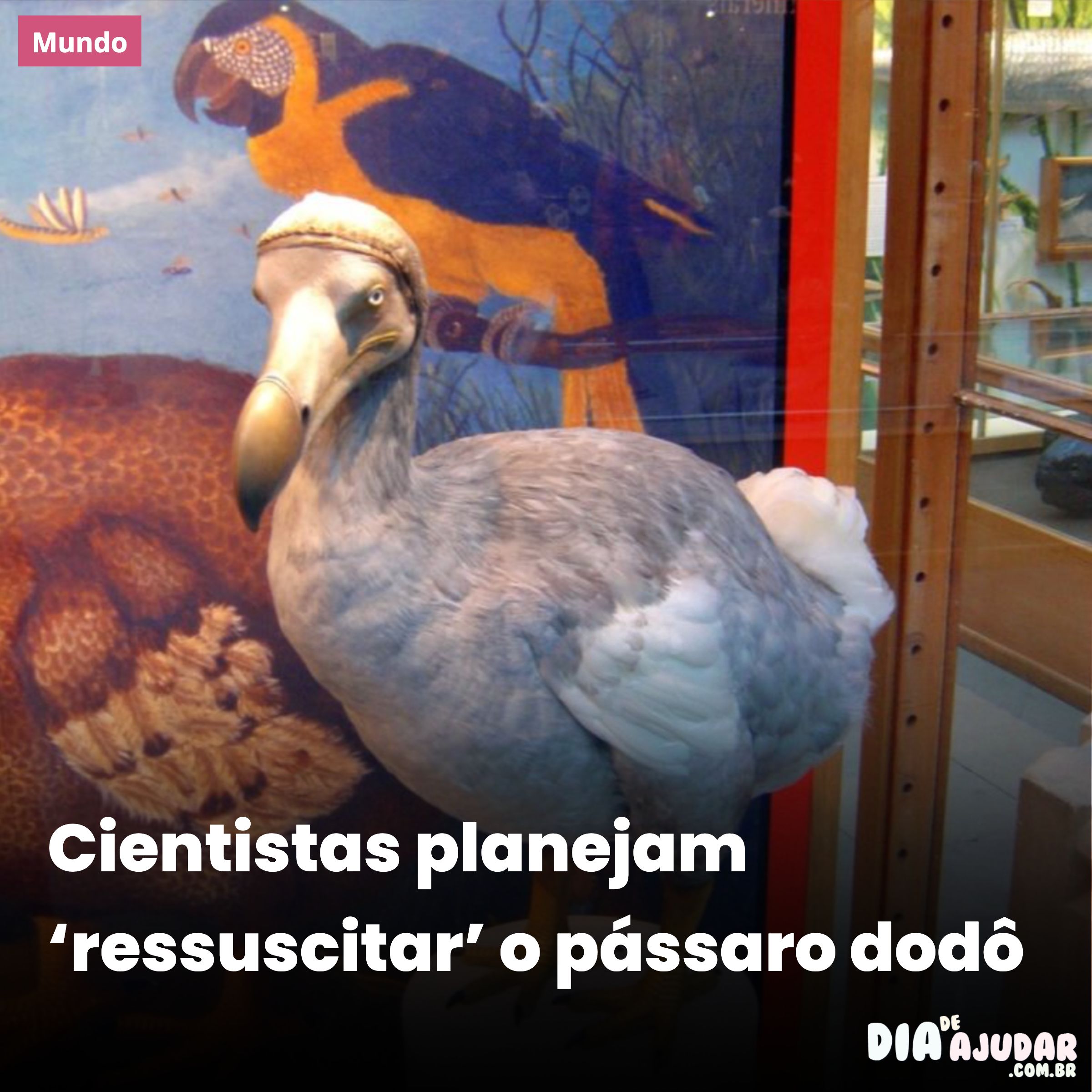 Cientistas planejam ‘ressuscitar’ o pássaro dodô